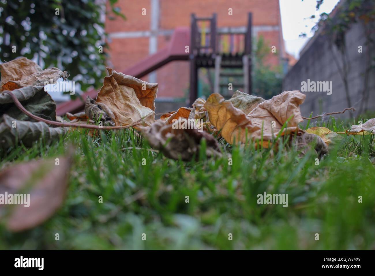 autumn leaves are falling in my garden Stock Photo - Alamy
