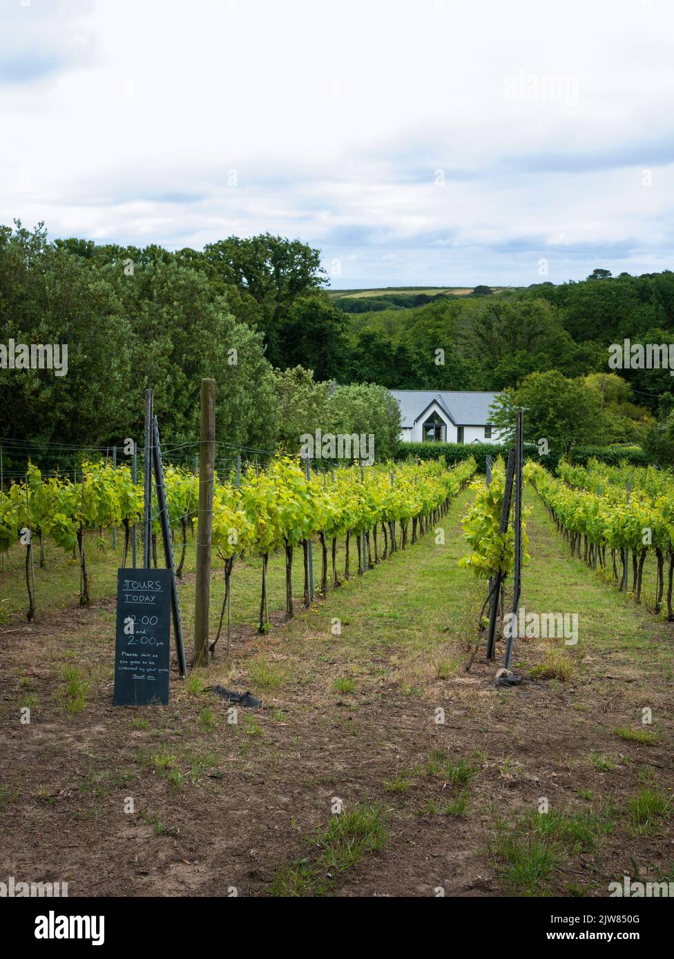 The uks most southern vineyard hi-res stock photography and images - Alamy