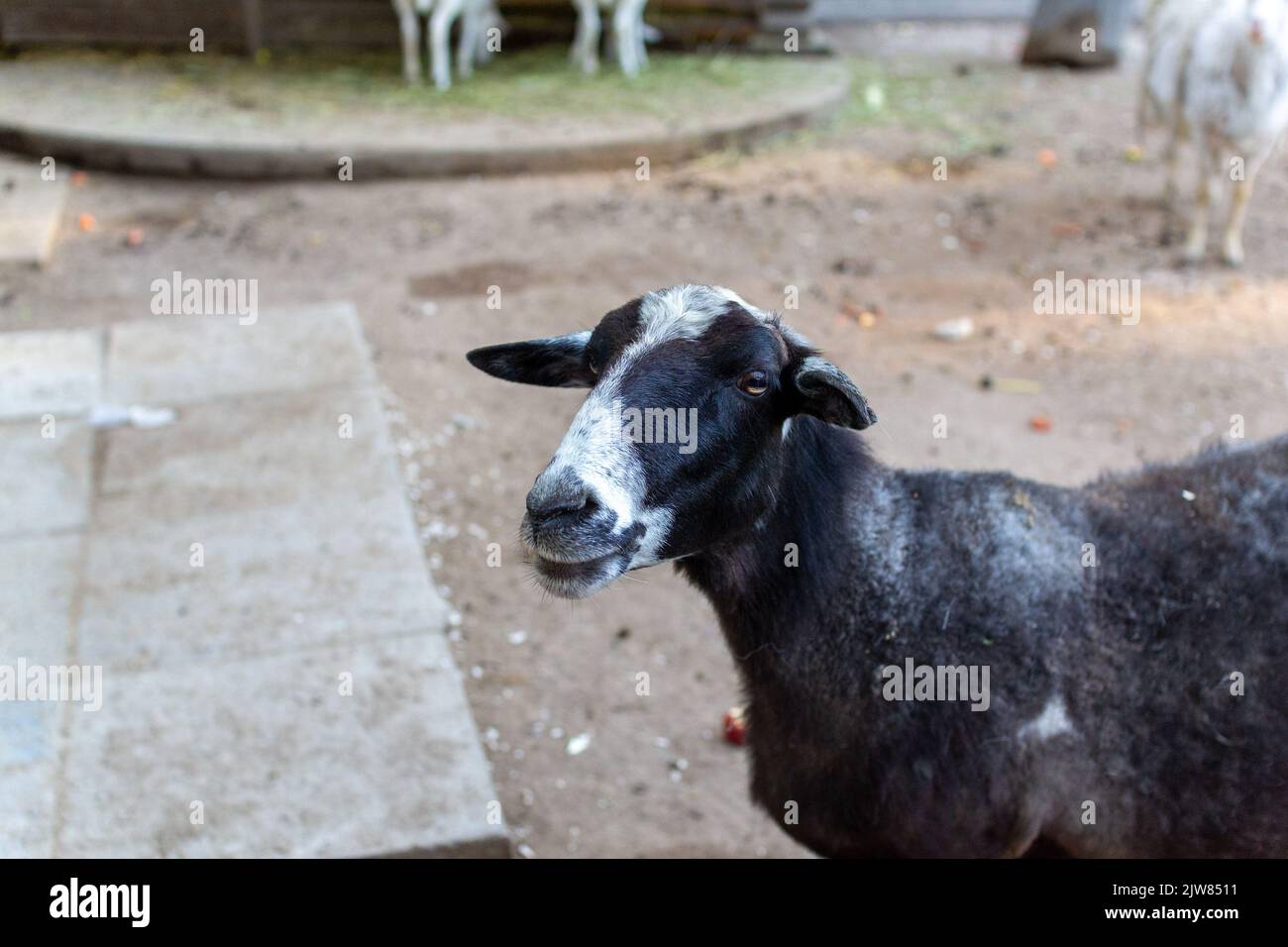 Cute sheep and goats on the farm close up portrait Stock Photo - Alamy