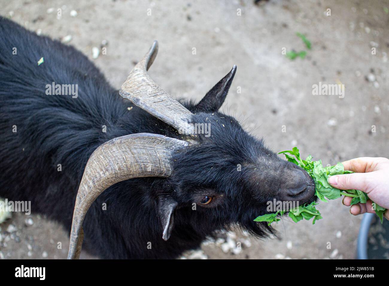 Cute sheep and goats on the farm close up portrait Stock Photo - Alamy