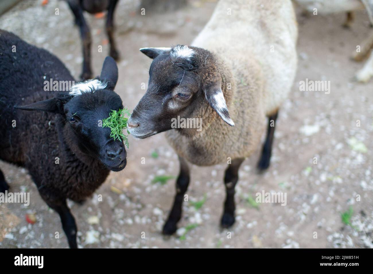 Cute sheep and goats on the farm close up portrait Stock Photo - Alamy
