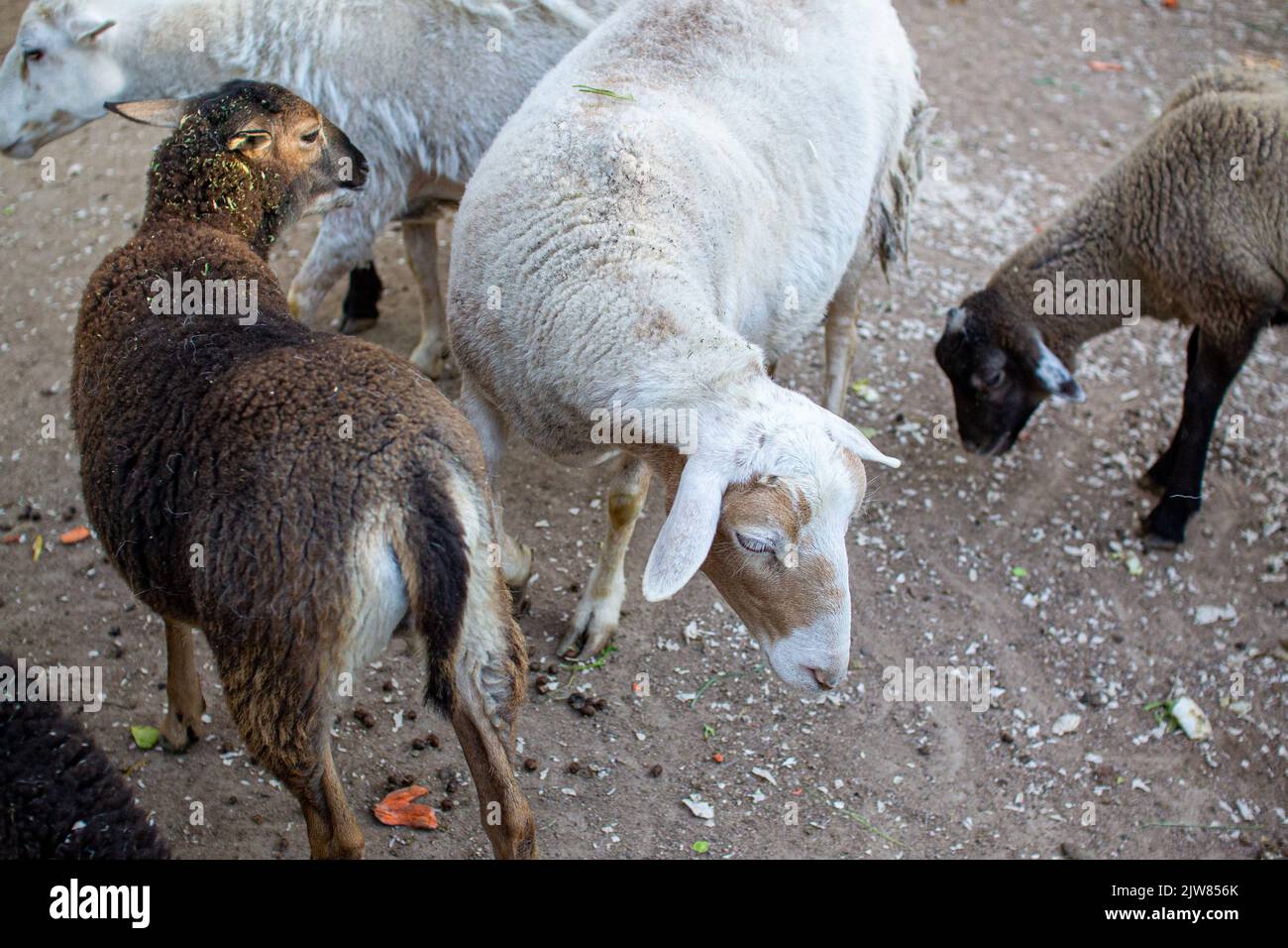 Cute sheep and goats on the farm close up portrait Stock Photo - Alamy