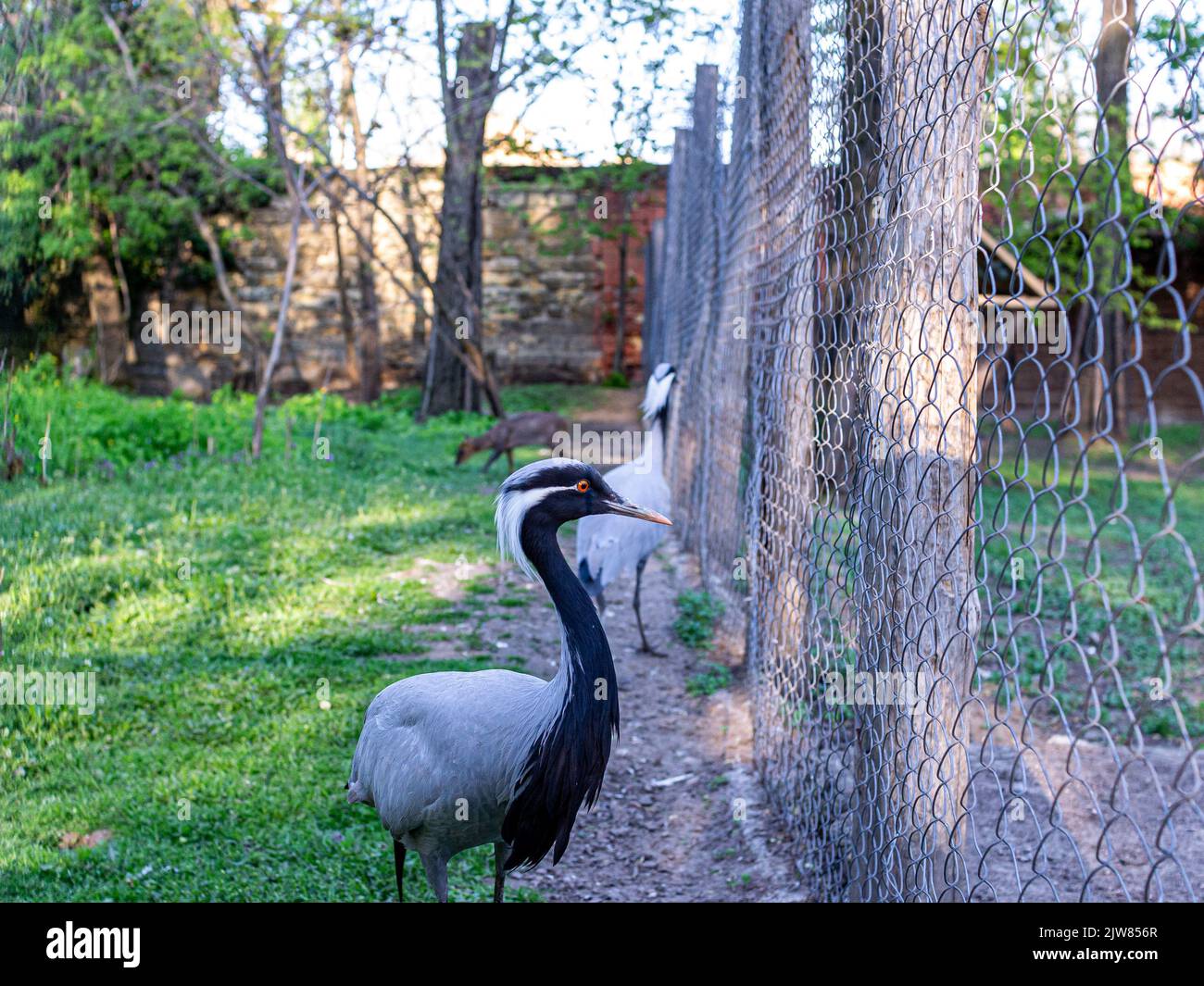 Demoiselle crane (anthropoides virgo) wildlife animal close up portrait ...
