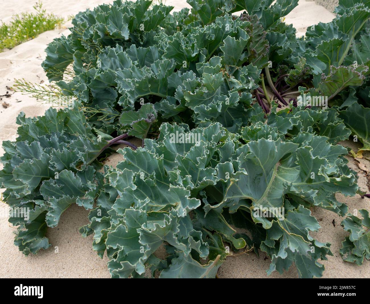 Sea kale (Crambe maritima) growing on a beach. St Mary's, Isles of ...