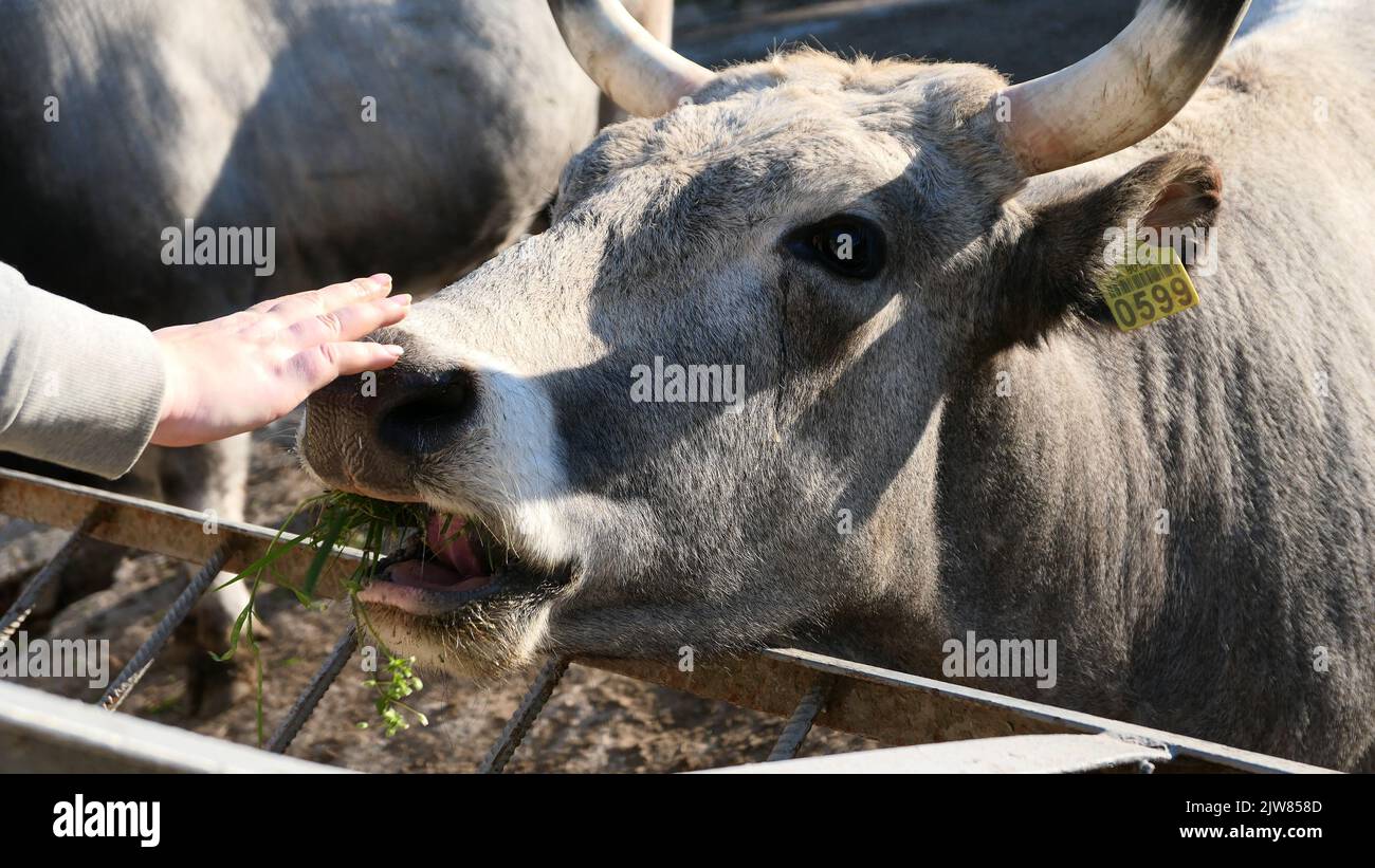 Beautiful cow in the zoo close up portrait Stock Photo - Alamy