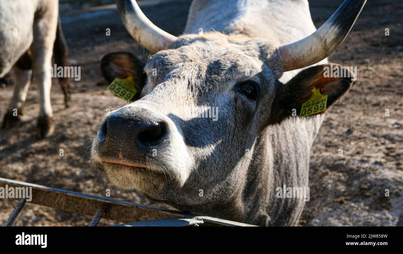 Portrait cow in zoo hi-res stock photography and images - Alamy