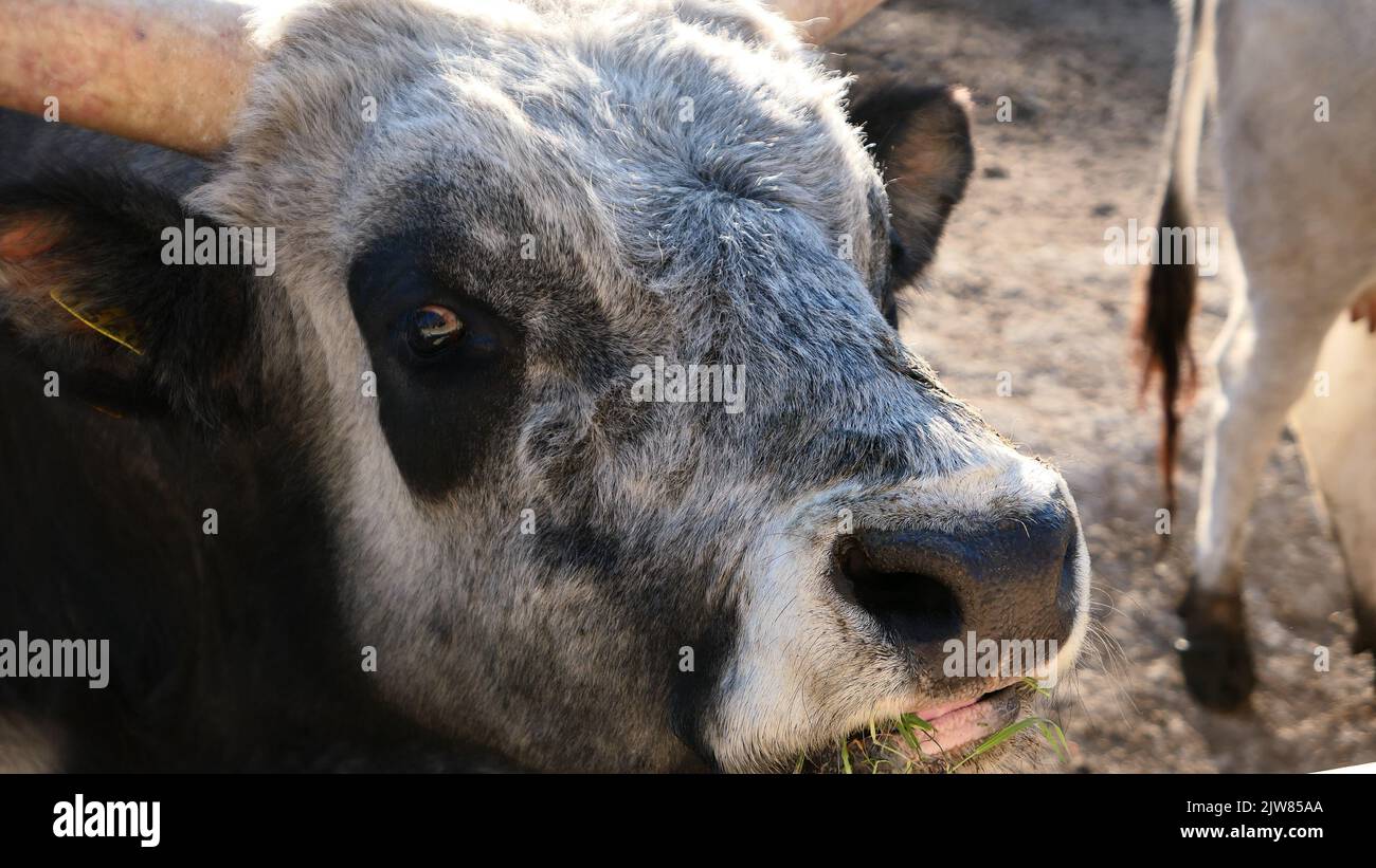 Beautiful cow in the zoo close up portrait Stock Photo - Alamy