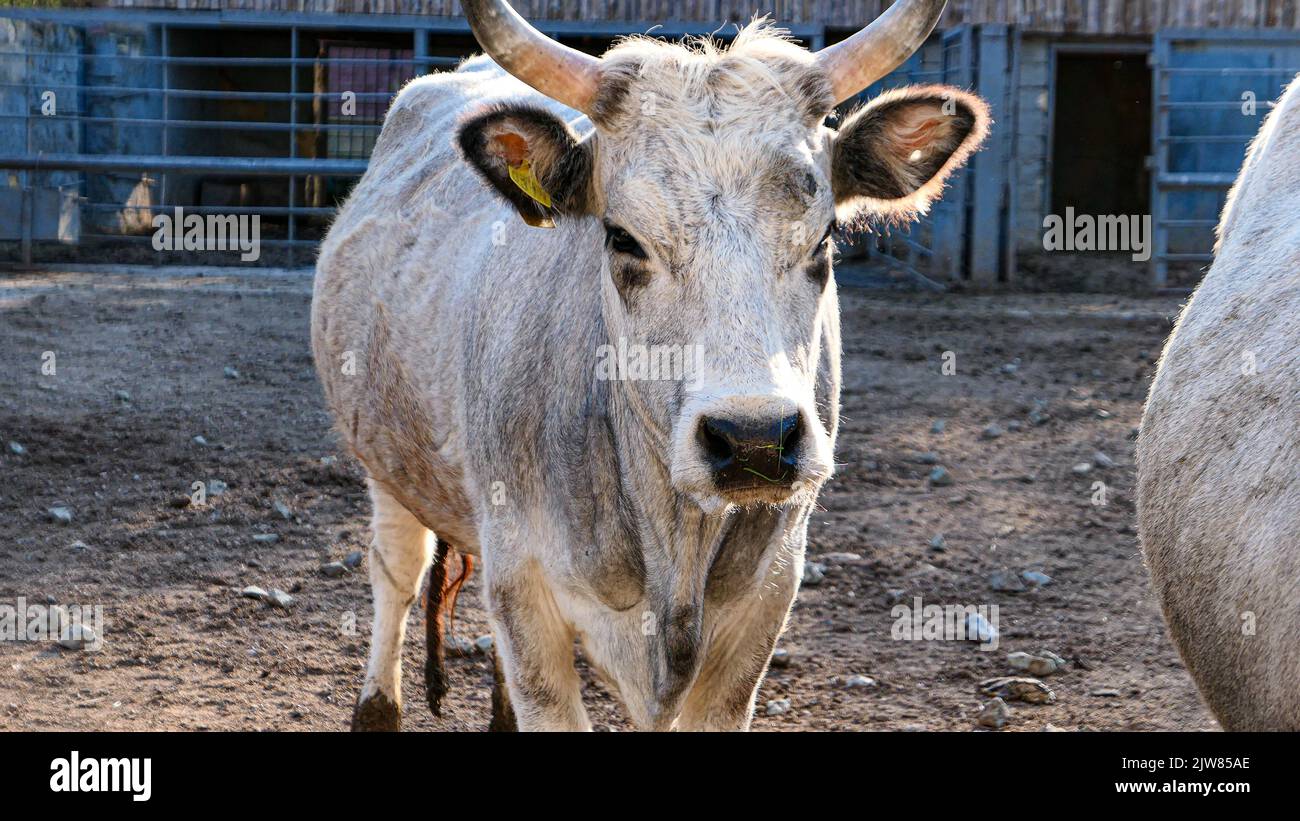 Beautiful cow in the zoo close up portrait Stock Photo - Alamy
