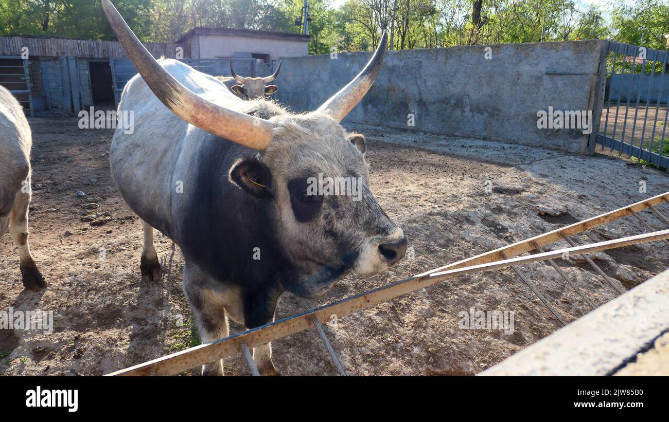 Portrait cow in zoo hi-res stock photography and images - Alamy