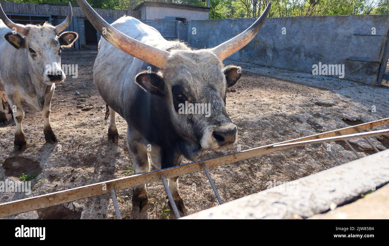 Beautiful cow in the zoo close up portrait Stock Photo - Alamy