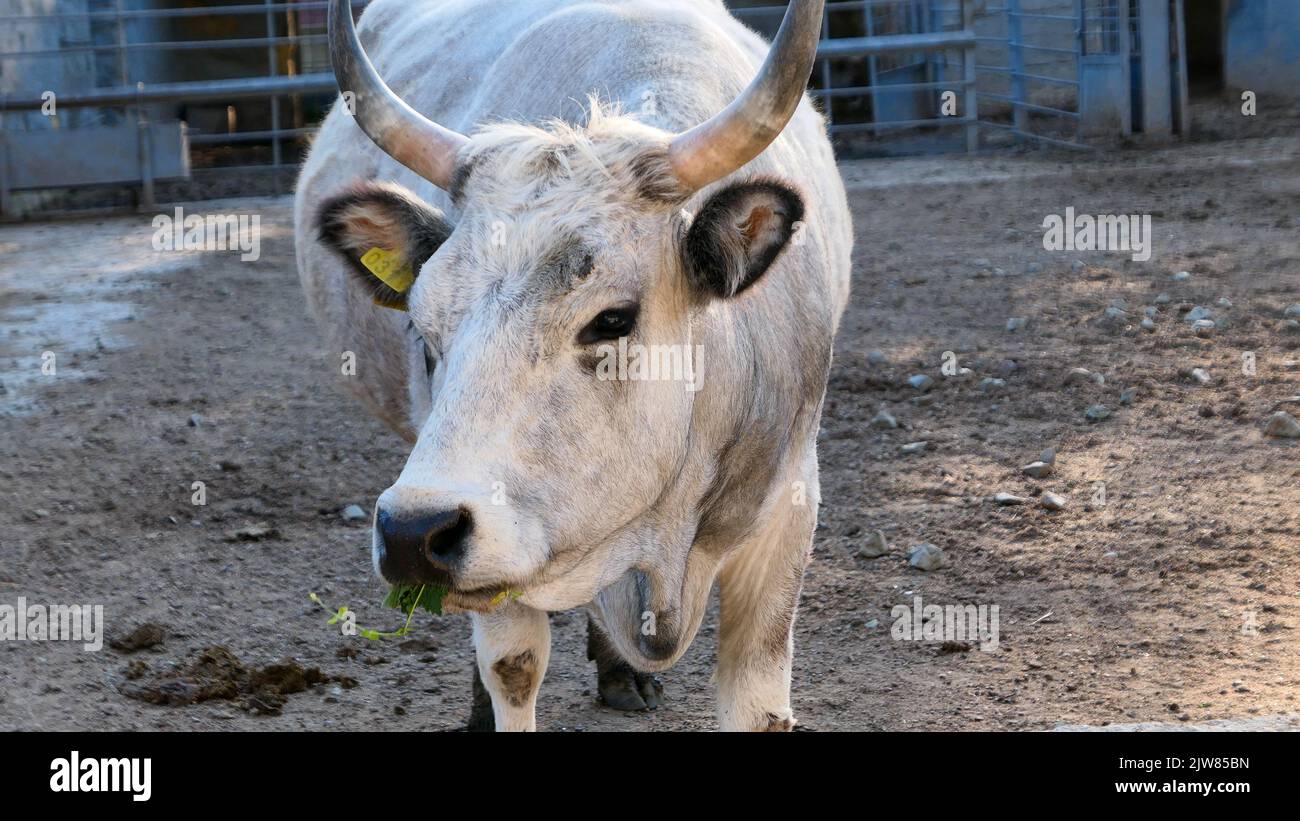 Beautiful cow in the zoo close up portrait Stock Photo - Alamy