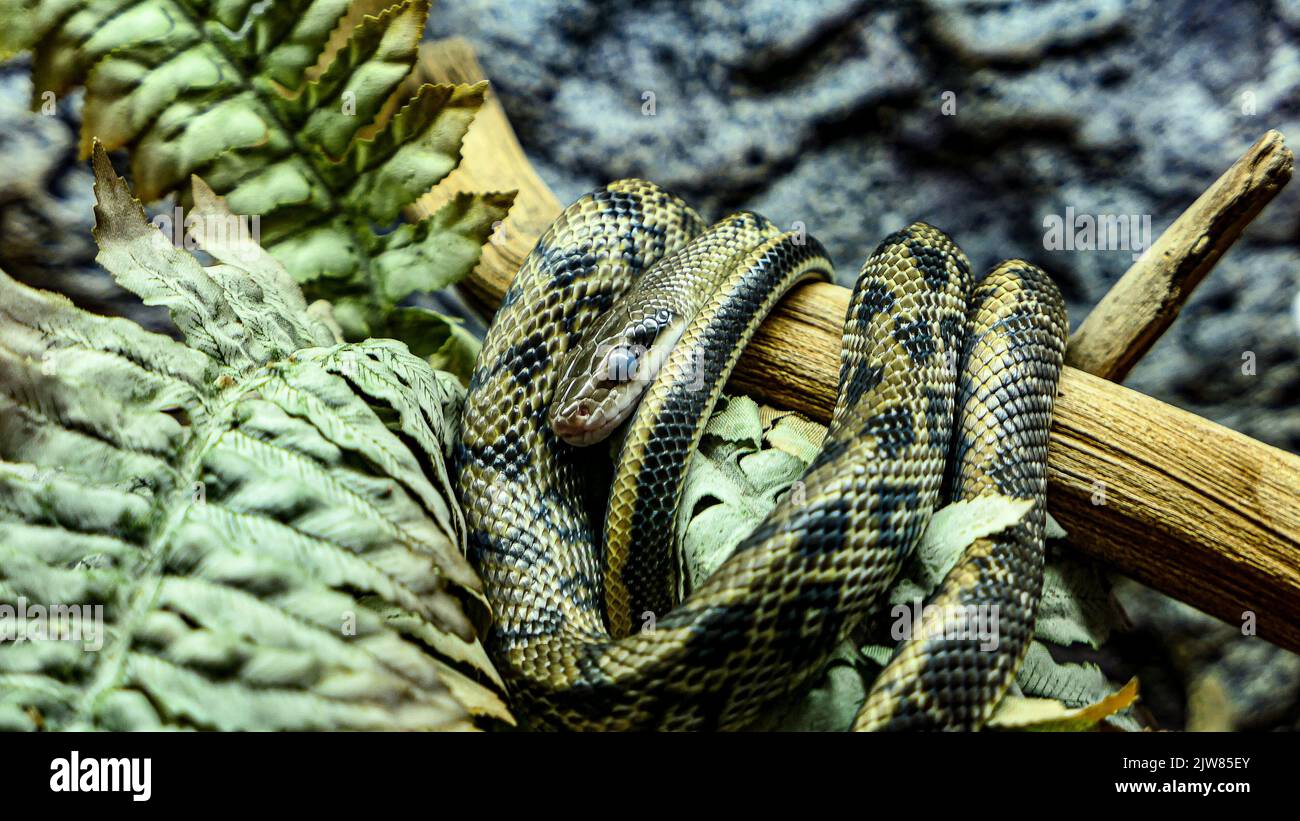 Snake close up portrait in the zoo Stock Photo - Alamy
