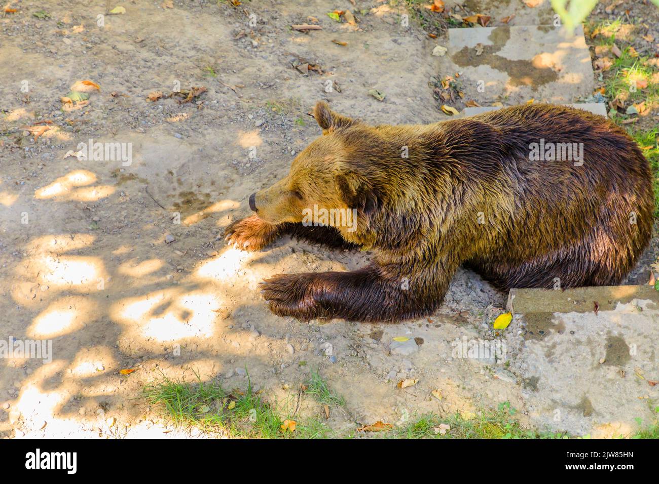 One bear, official symbol of canton of Bern, sleep inside Bear Pit, one ...