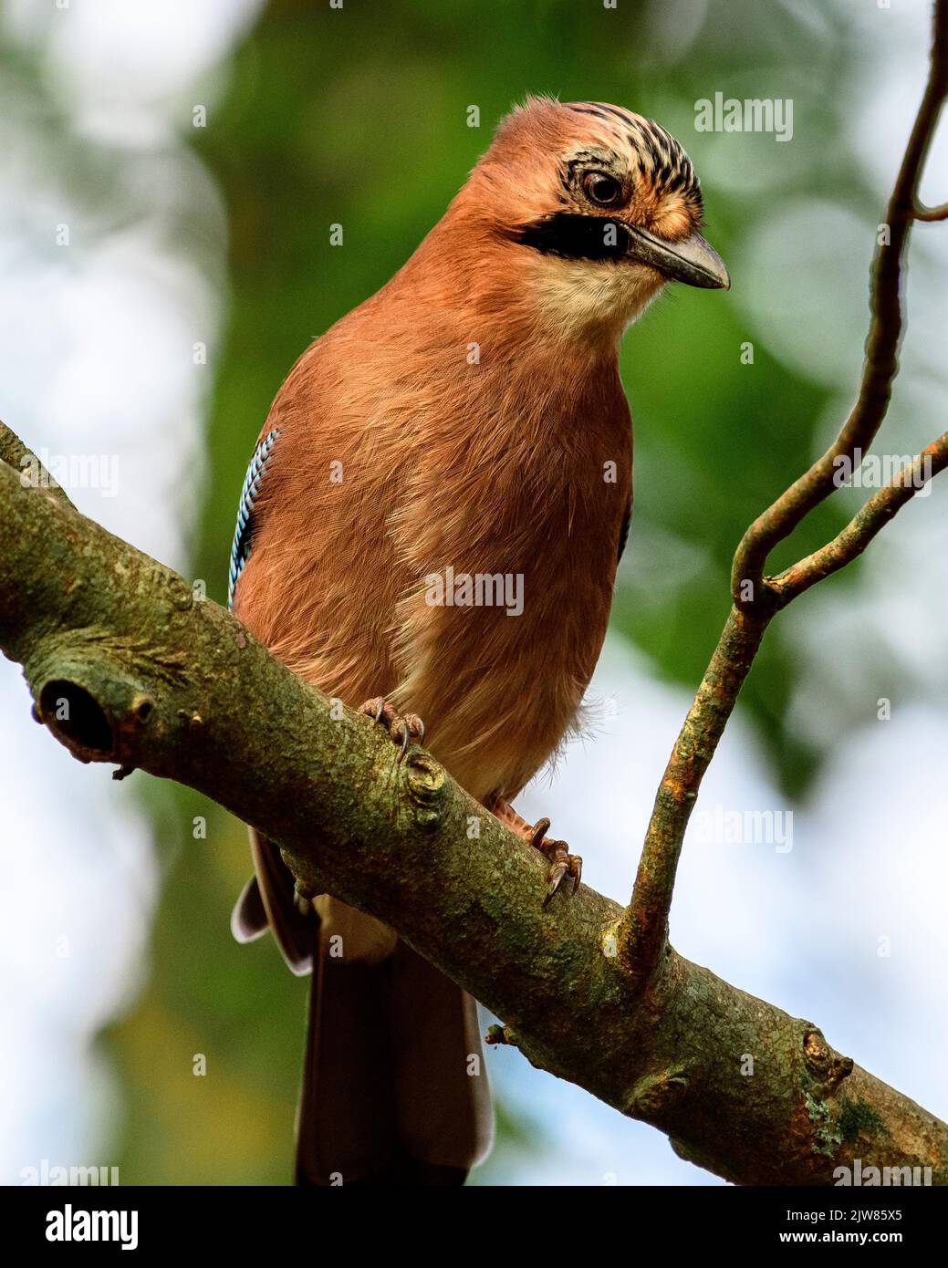 Golden red Jay sat on a branch Stock Photo - Alamy