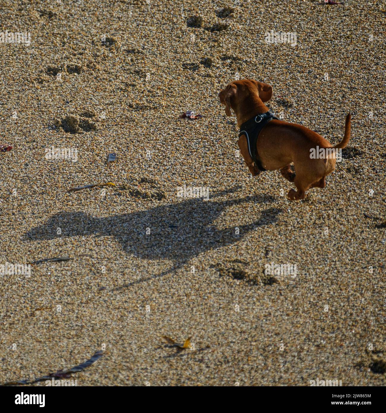 Me and my shadow, dachshund enjoying a run on the beach in Cornwall ...
