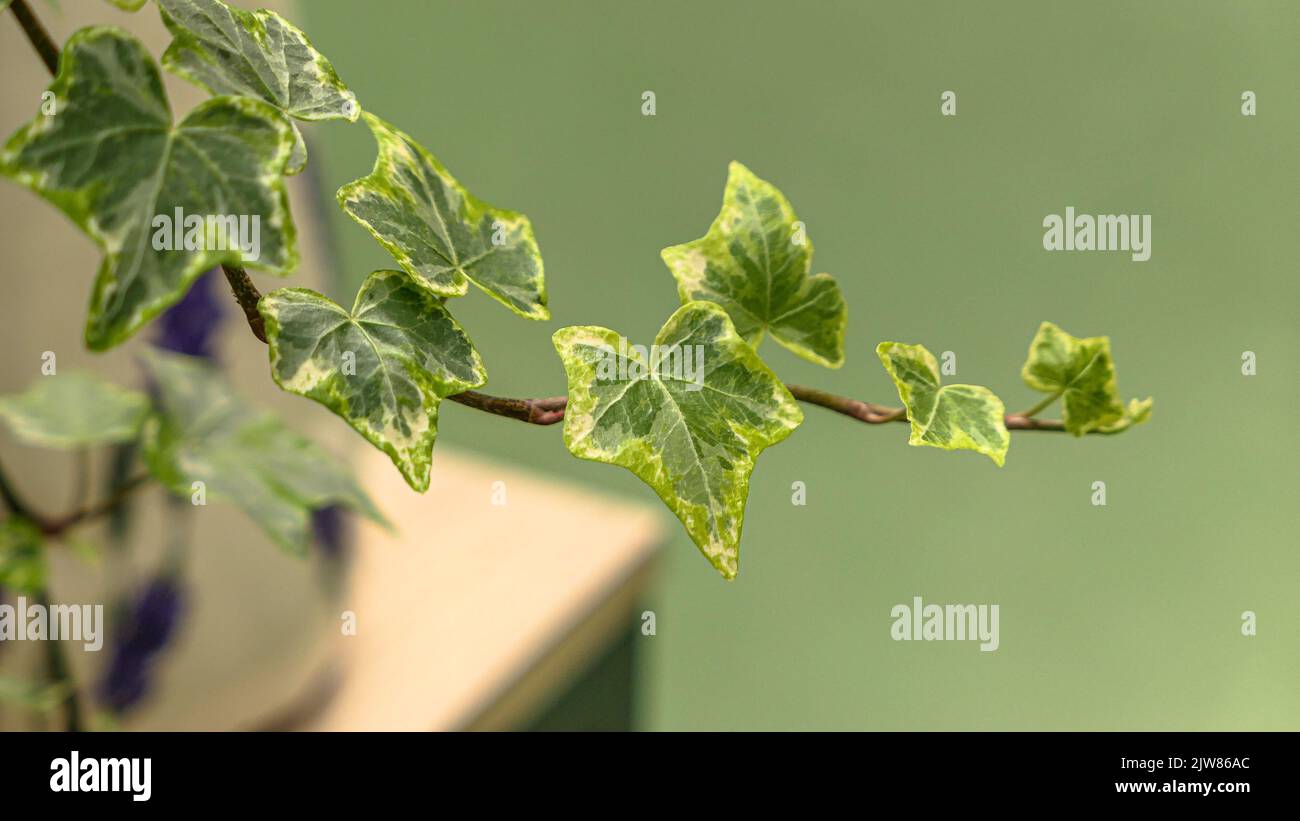 Green leaves wall background wild grapes foliage texture Close up Stock ...