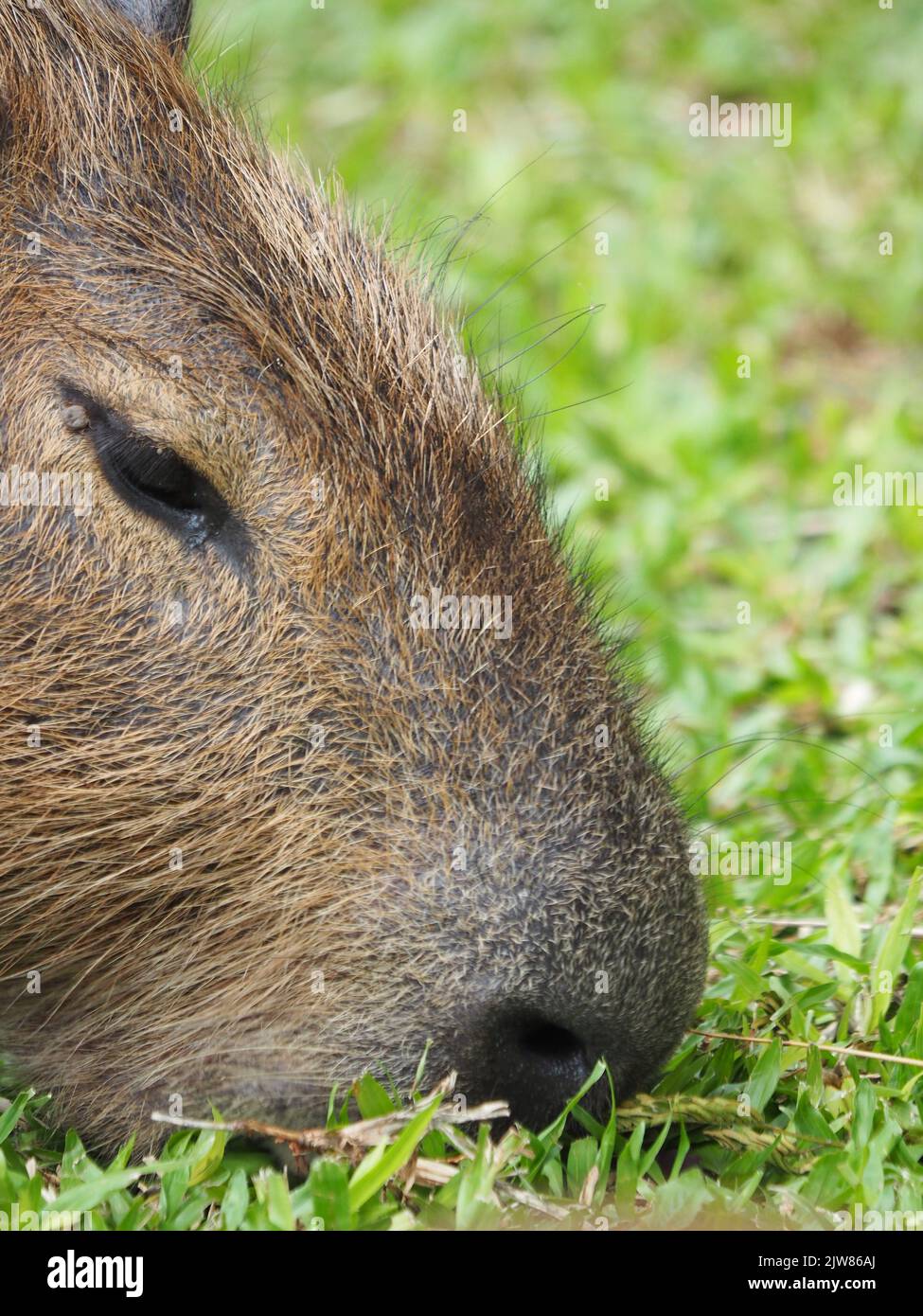 A closeup of a Capybara head, a vertical shot Stock Photo - Alamy