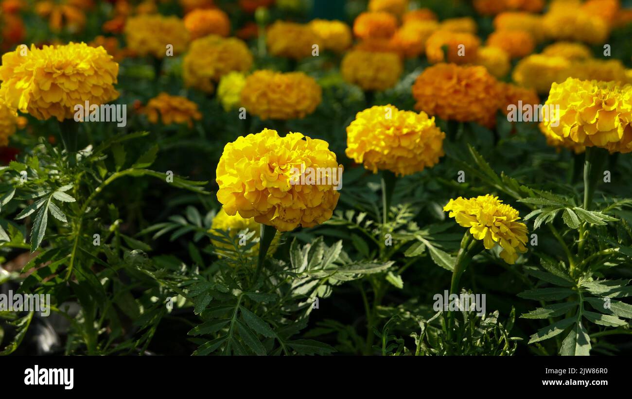 A beautiful marigold flowers outdoors Marigolds in the garden Stock ...