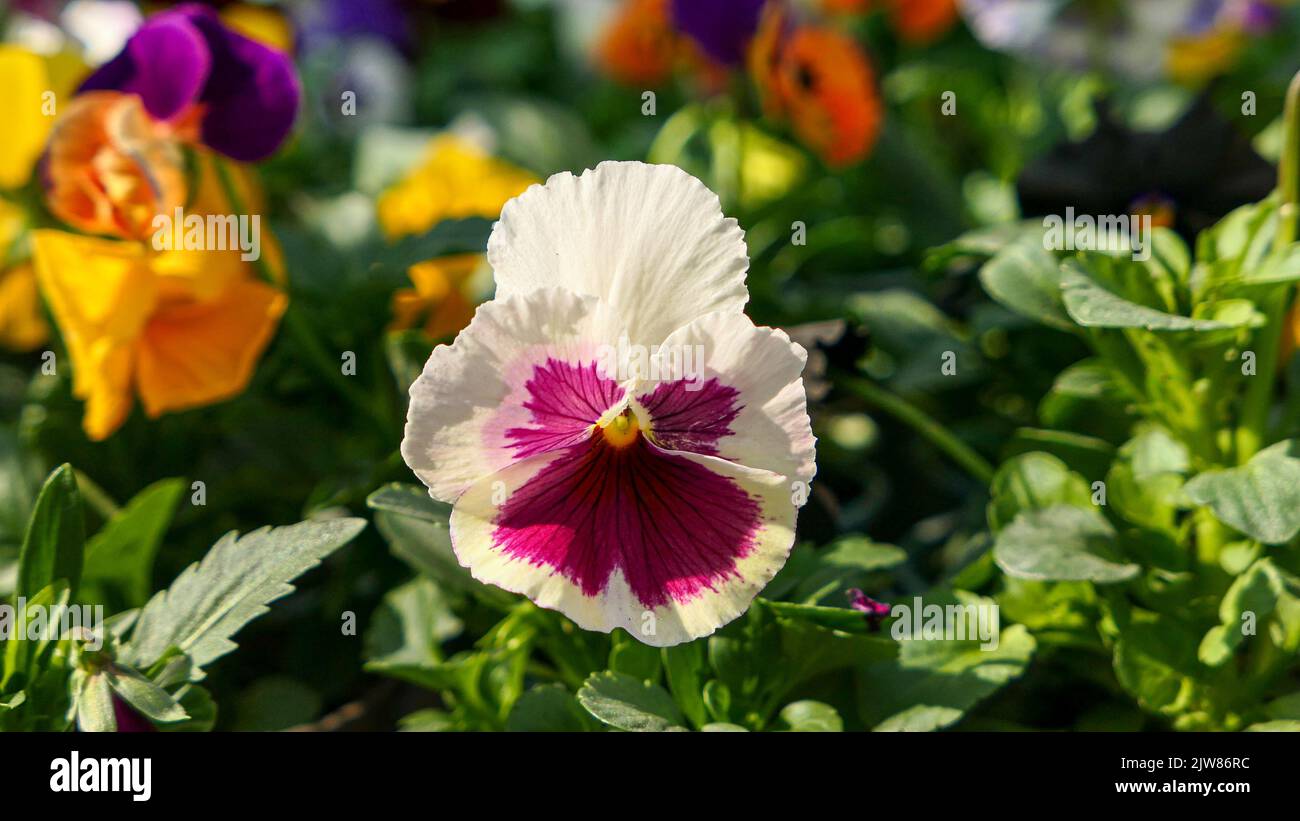 A beautiful pansy flowers outdoors Pansies in the garden Stock Photo ...