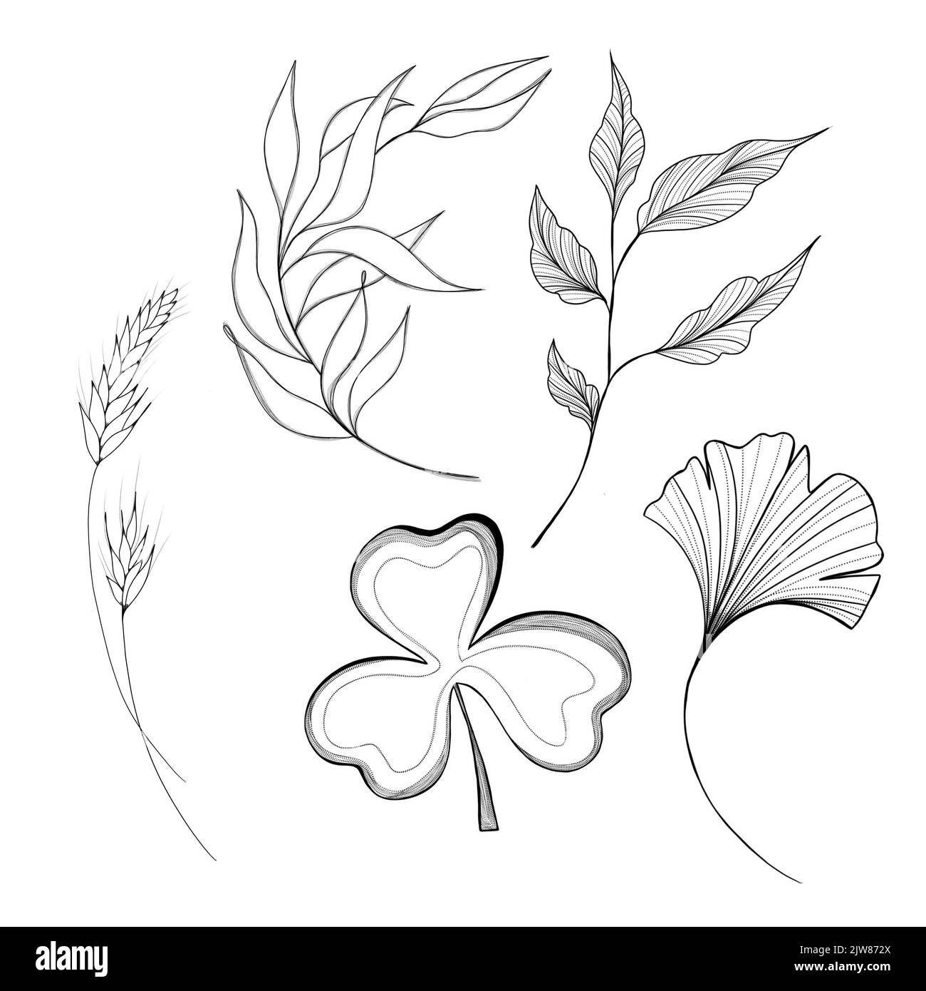 set of hand-drawn plants, botanical elements patterns Stock Photo - Alamy