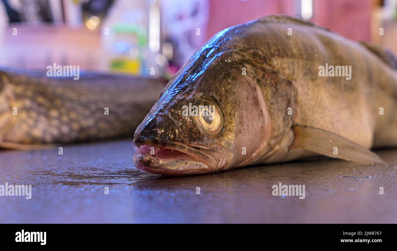 Freshwater monster fish hi-res stock photography and images - Alamy