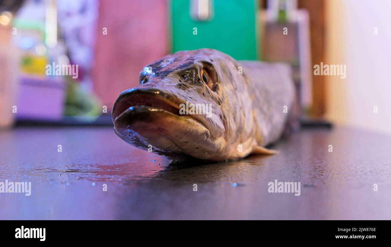 The northern pike simply pike or luce Freshwater fish close up Stock ...