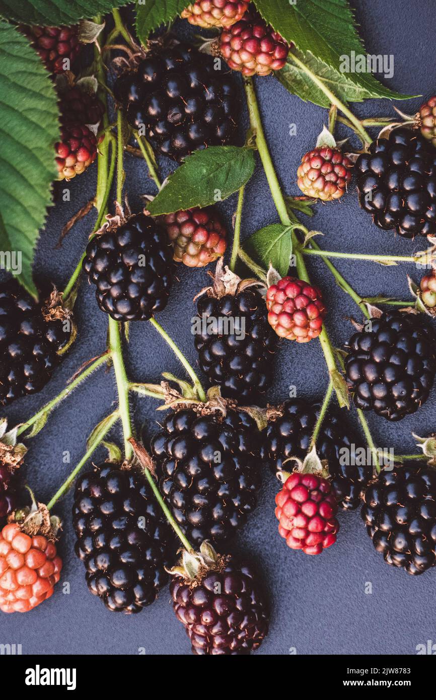 Blueberries and stone fruits hi-res stock photography and images - Alamy