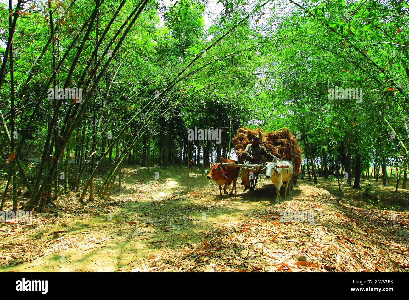 Stock Photo - A Bullock Cart Fully Loaded With Harvested Paddy in ...