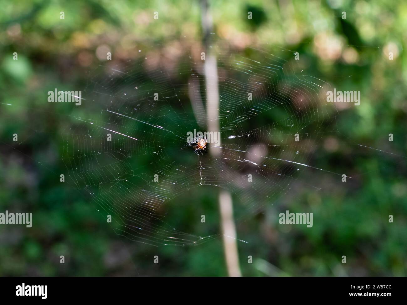 Thin web with small spider in the center on blurred background of green ...