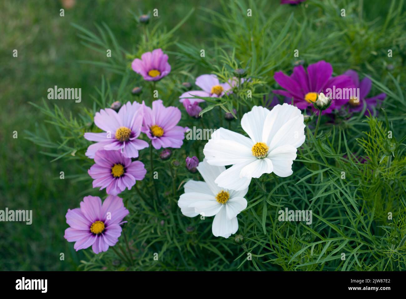 Cosmos leaf hi-res stock photography and images - Alamy