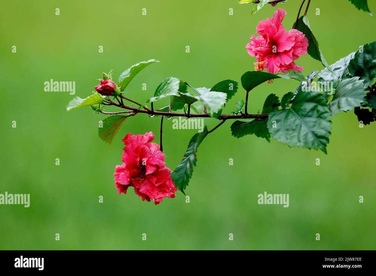 Stock Photo - A Red Hibiscus Flower in Full Blossom in a Garden in ...