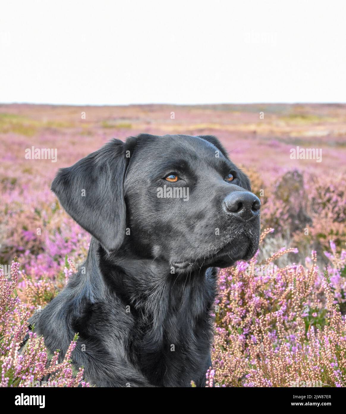 Black Labrador Retriever in Moorland Heath. Canis lupus Stock Photo - Alamy