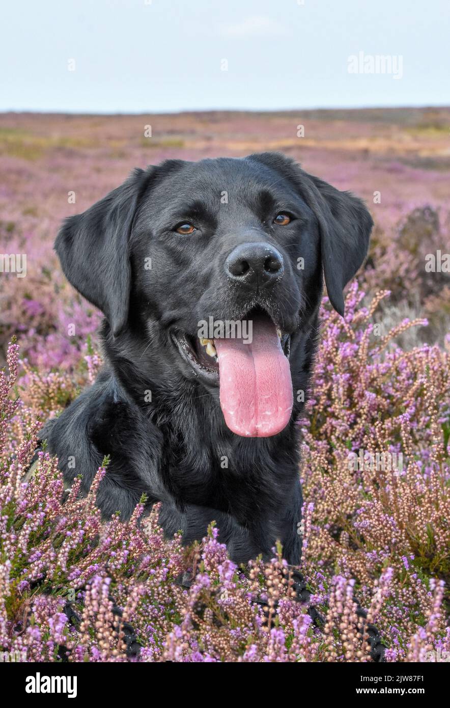 Black Labrador Retriever in Moorland Heath. Canis lupus Stock Photo - Alamy