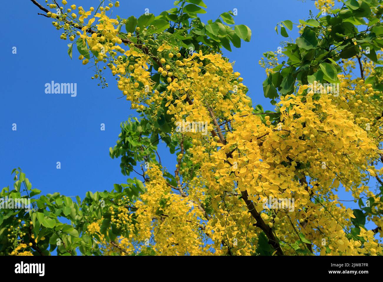 Stock Photo - Yellow Blossom of Cassia Fistula (or Golden Shower Tree) Is Blooming On Season of ...