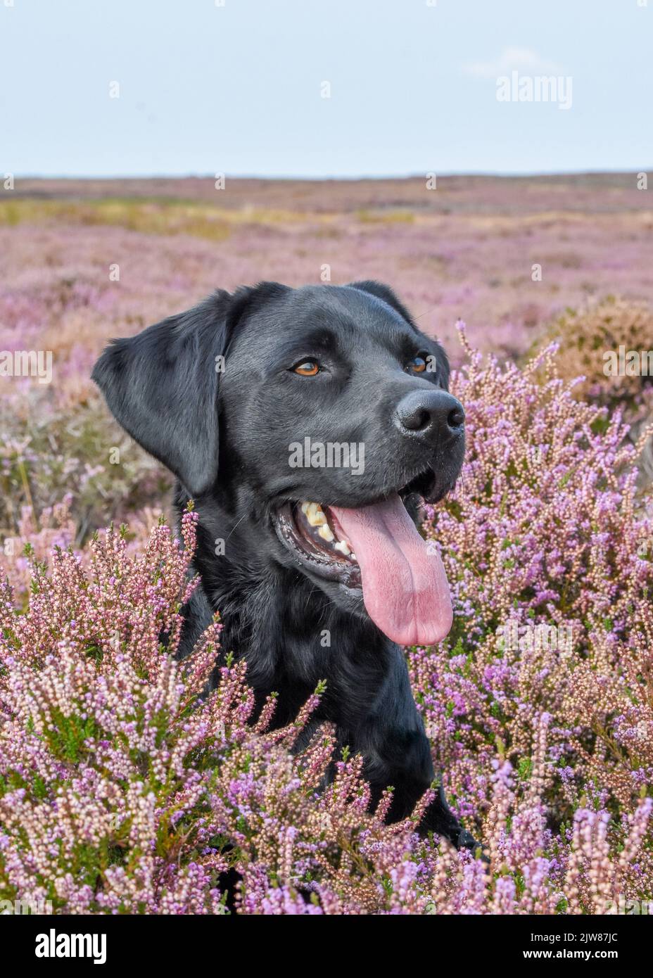 Working black labrador retriever hi-res stock photography and images ...
