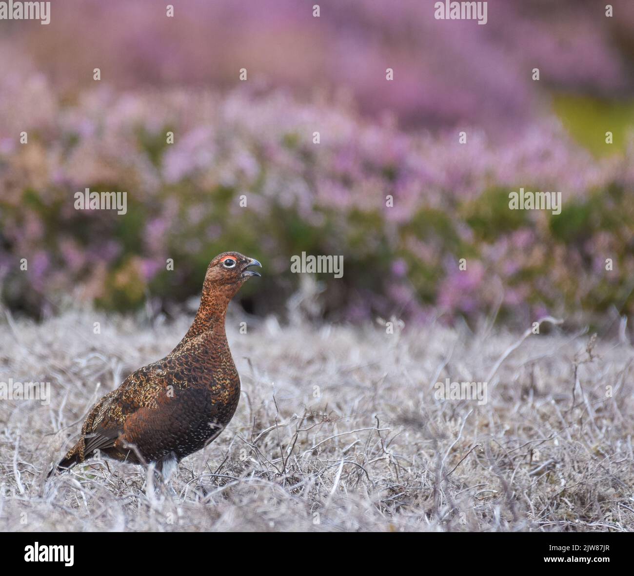 Male Red Grouse in Moorland Heath, North York Moors. Lagopus lagopus ...
