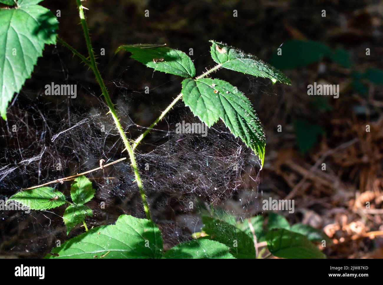 Tangled shrubs hi-res stock photography and images - Alamy