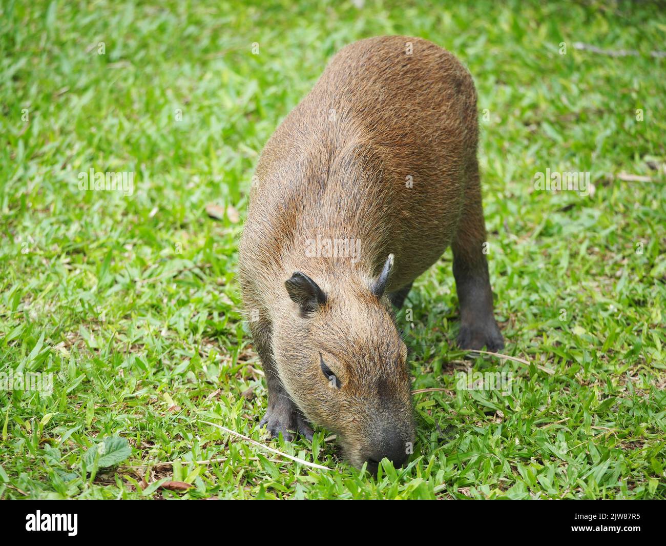A closeup of capybara eating grass with blurred background Stock Photo ...