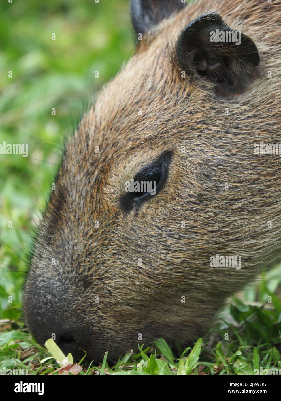 A vertical closeup of capybara eating grass with blurred background ...