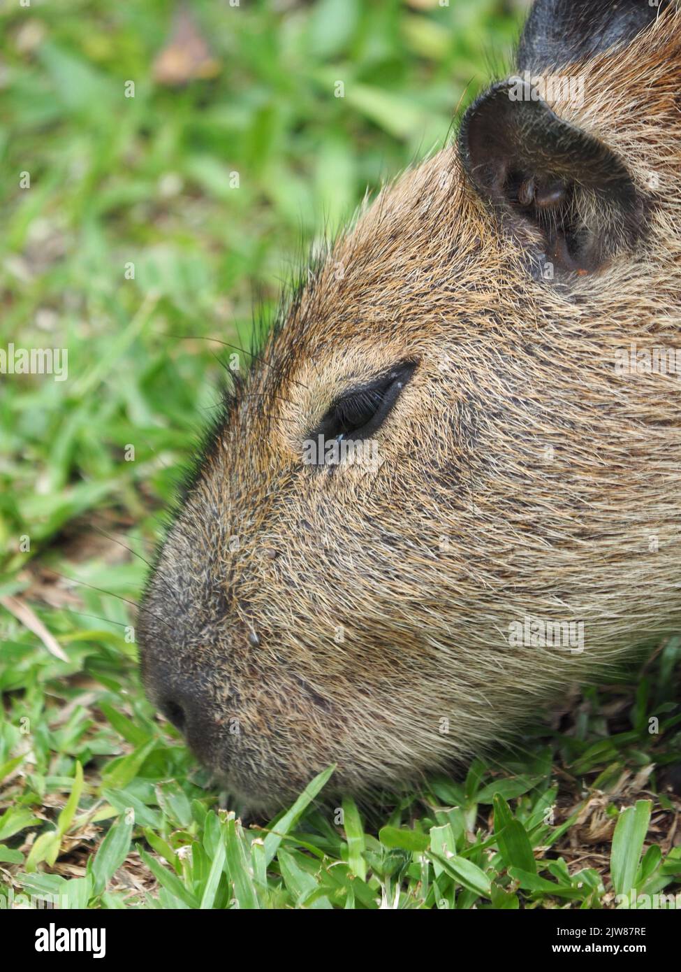 A vertical closeup of capybara eating grass with blurred background ...