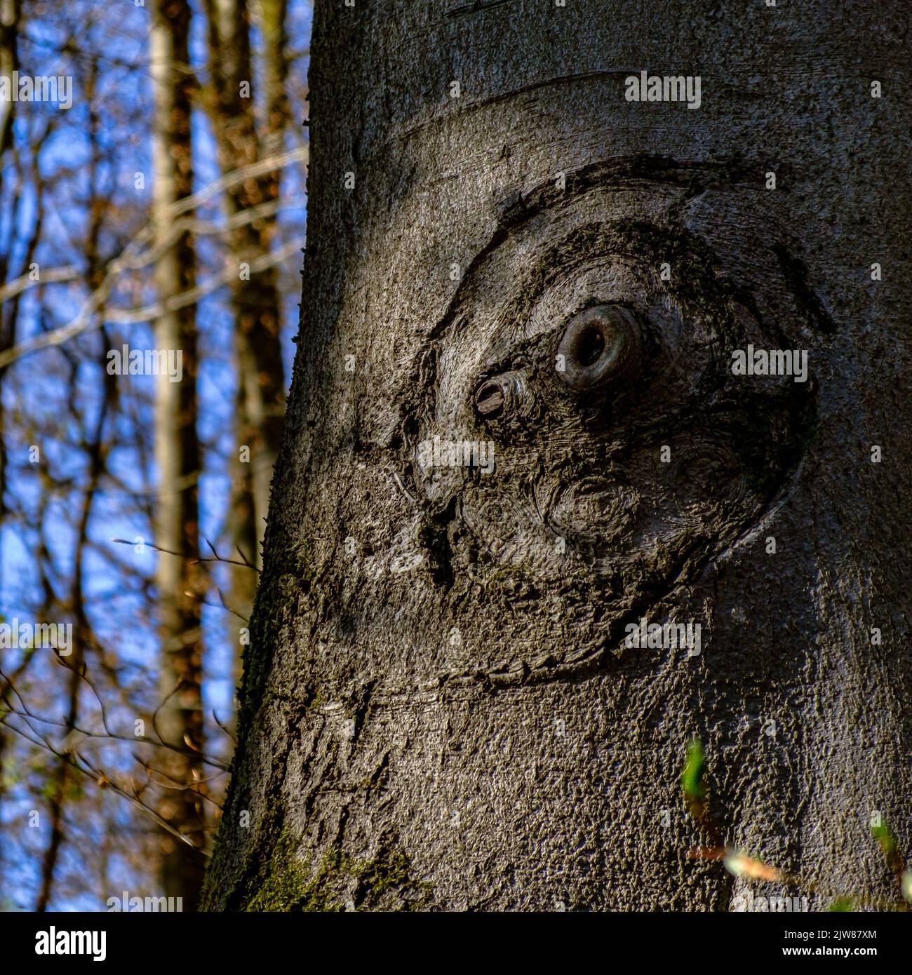 A closeup shot of the naturally formed curious bark of a beech tree ...