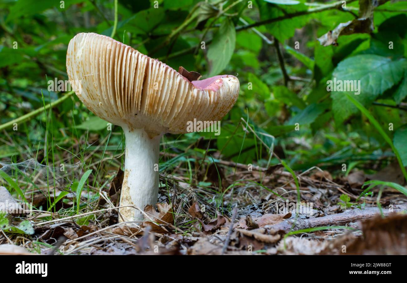 Big ripe russula mushroom close-up on blurred background of forest ...