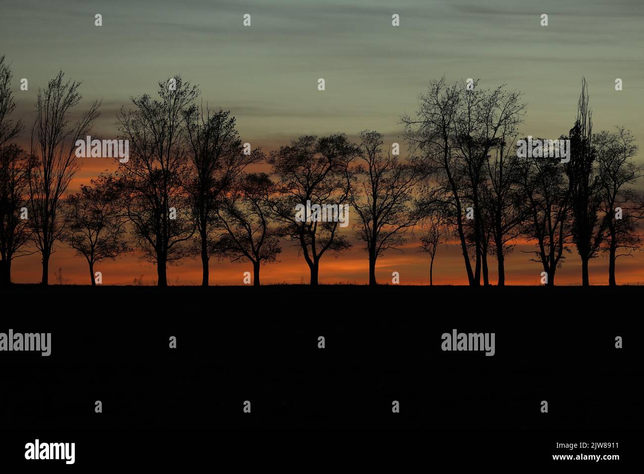 pattern of trees with sky background in sunset Stock Photo - Alamy