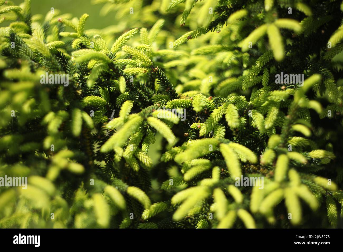 Green nature pattern hi-res stock photography and images - Alamy