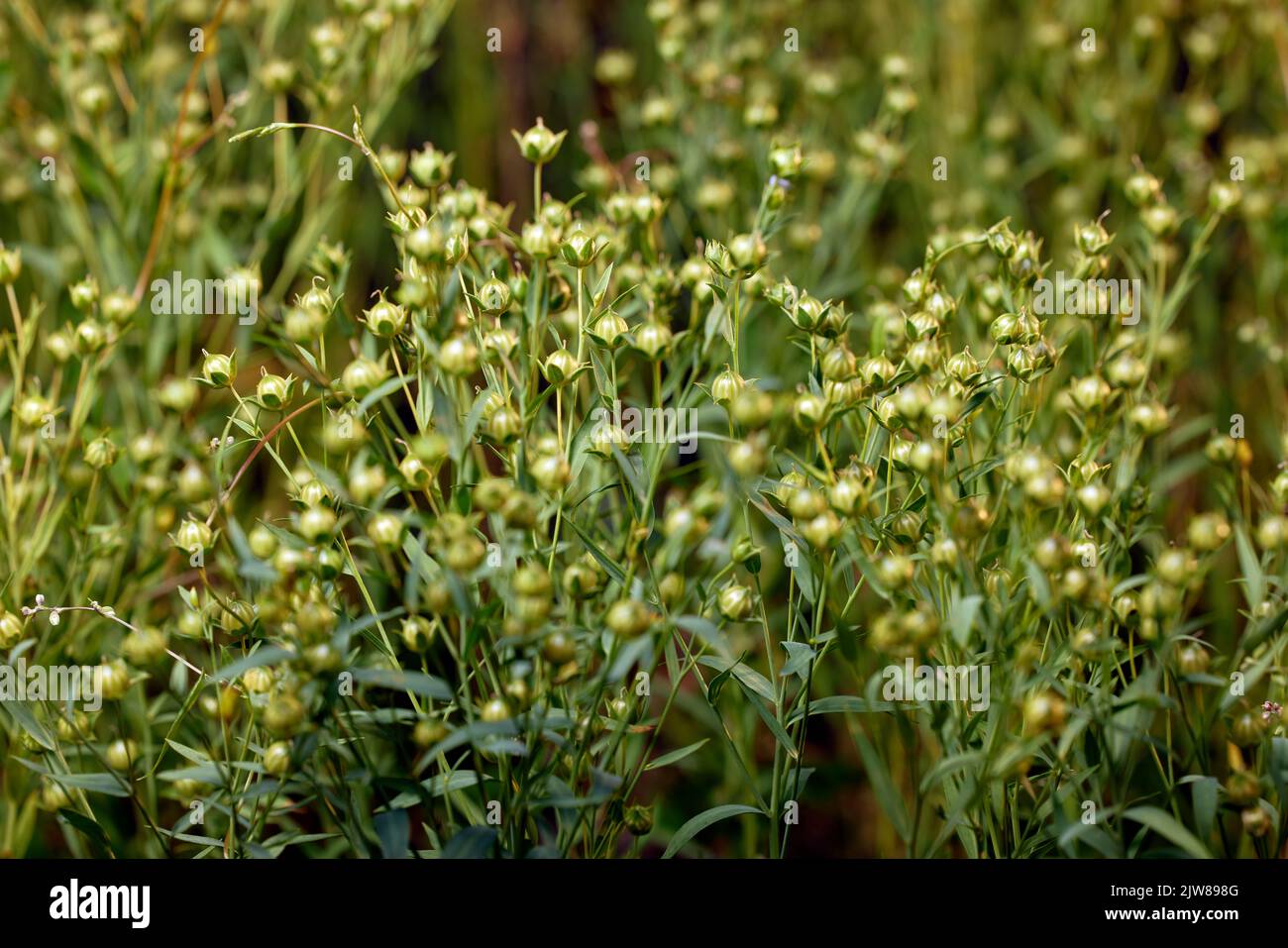 Rural fabric production hi-res stock photography and images - Alamy