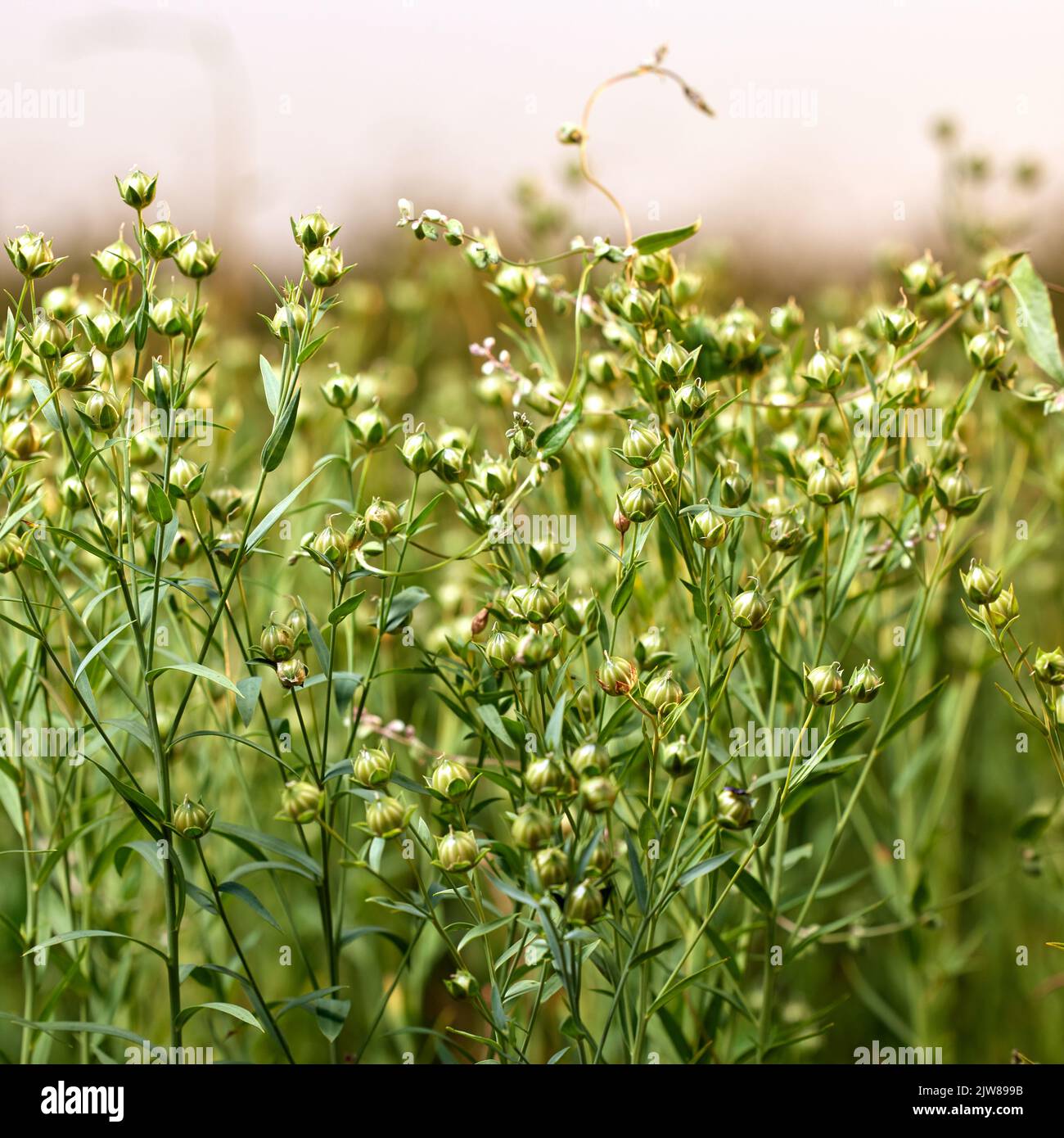 Rural fabric production hi-res stock photography and images - Alamy