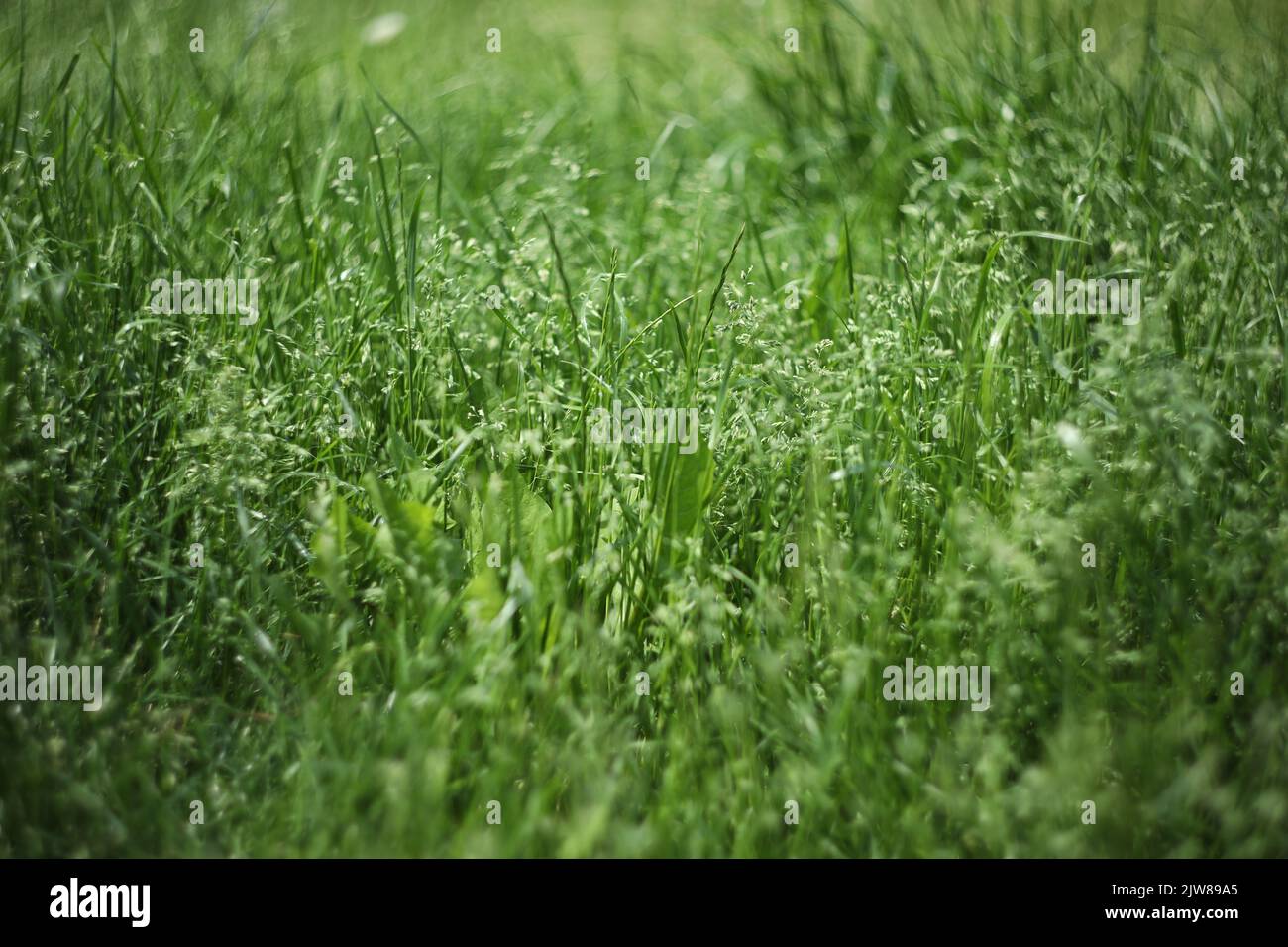 green grass background pattern. summer meadow with green grass Stock ...