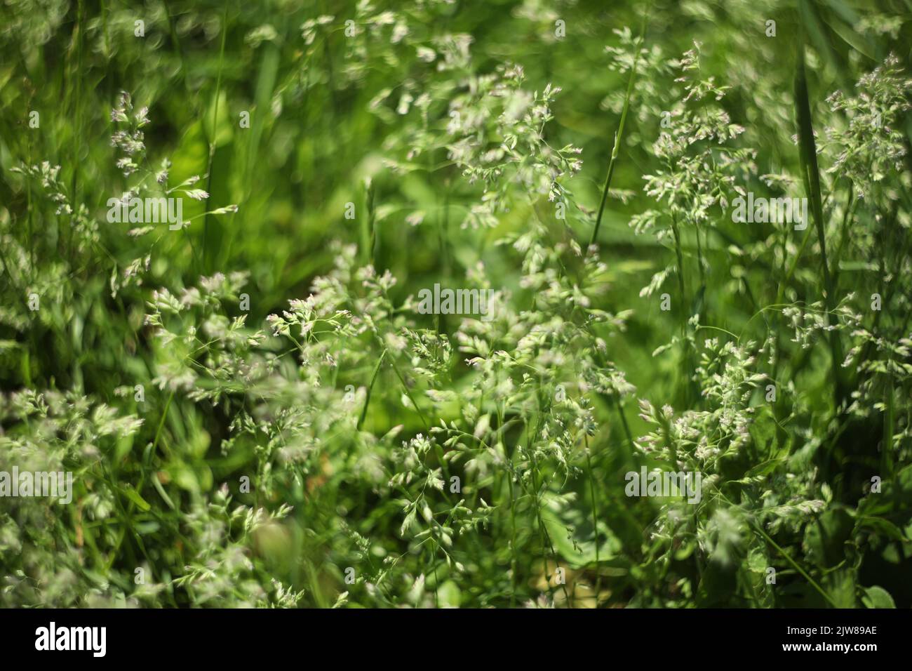 green grass background pattern. summer meadow with green grass Stock ...