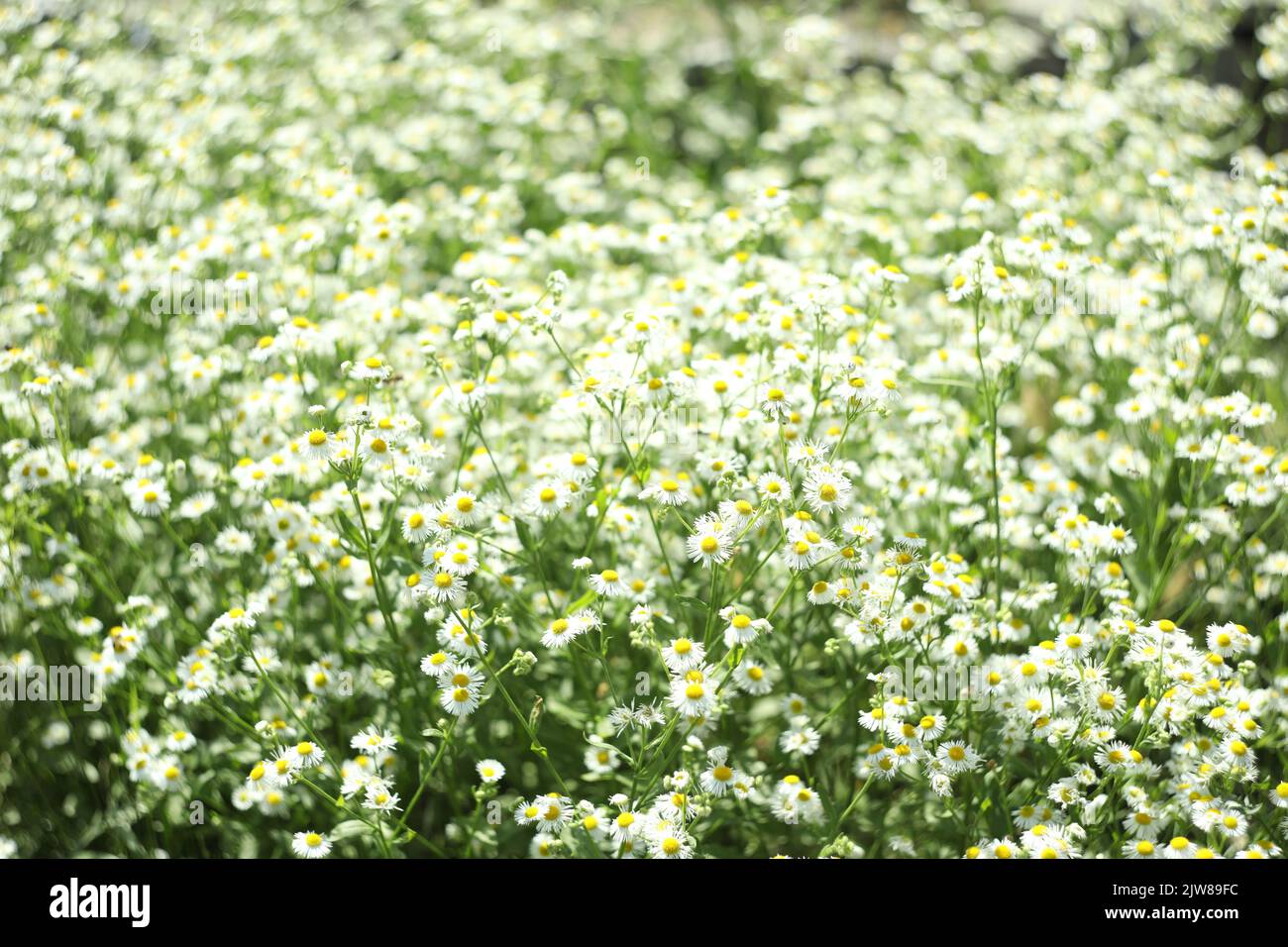 Meadow plants pattern hi-res stock photography and images - Alamy