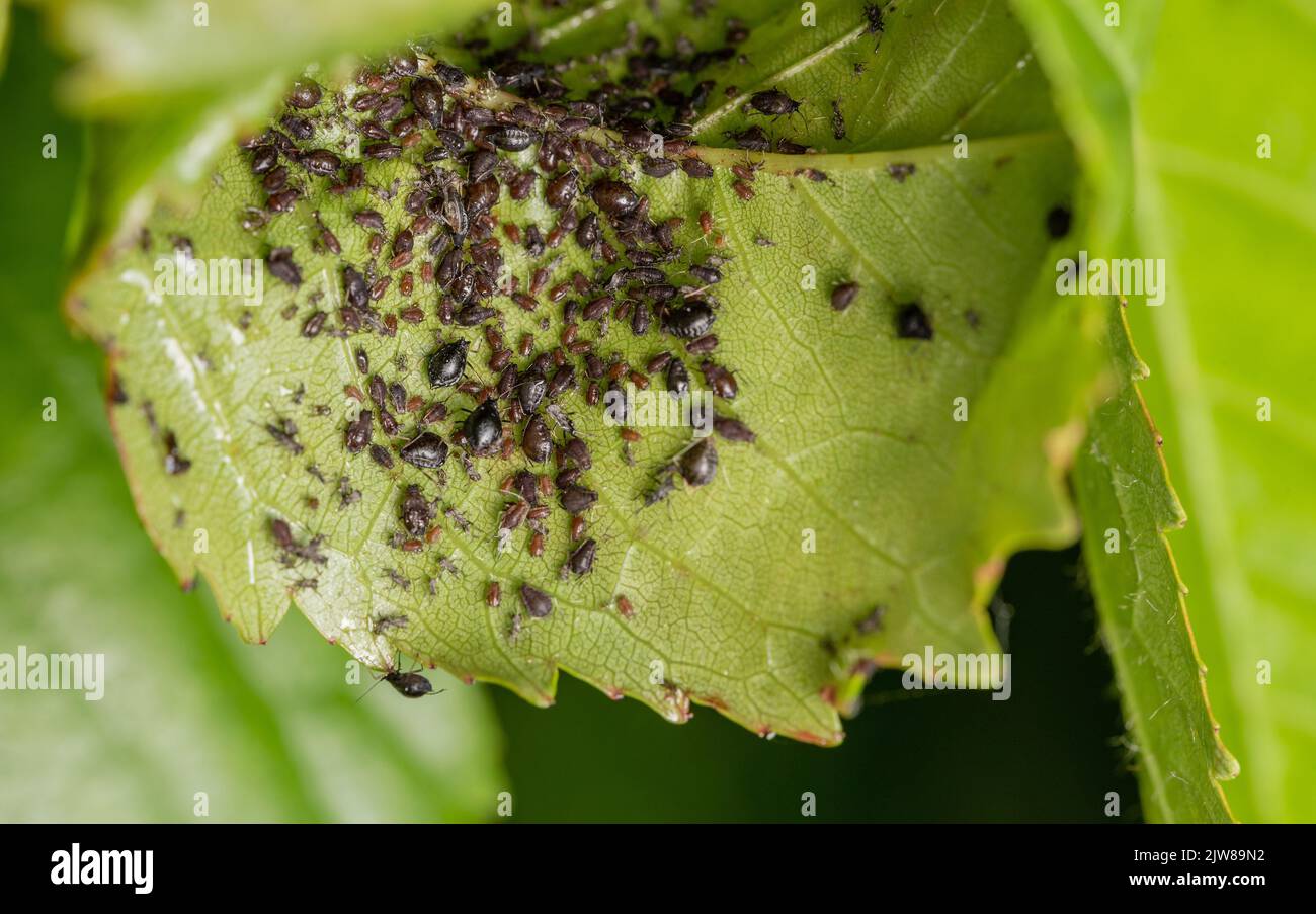 Aphids on a green leaf. Pests on the plant. The leaf is covered with ...